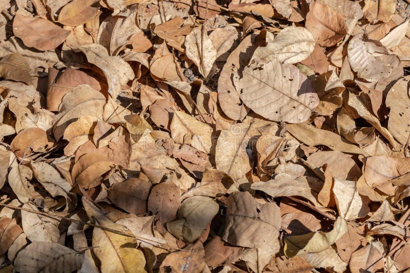 Dry leaves fall stock photo. Image of dead, outdoor - 223812440