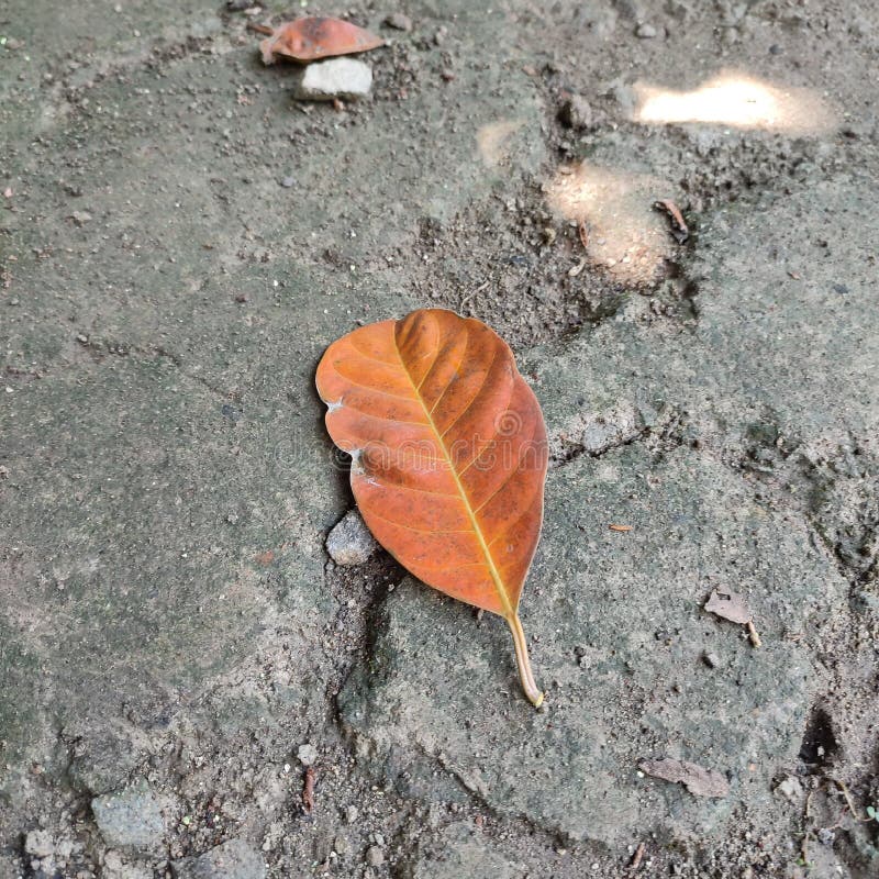 Dry Leaves that Fall on the Ground Stock Image - Image of tree, company ...