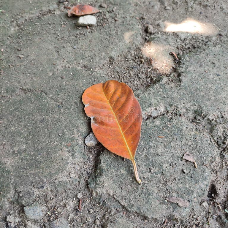 Dry Leaves that Fall on the Ground Stock Image - Image of tree, company ...