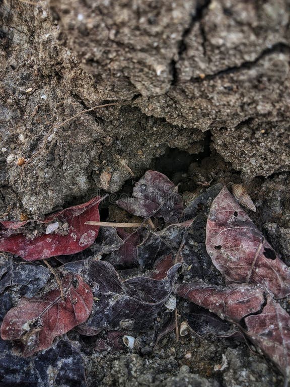 Dry Leaves Fall on the Ground Stock Image - Image of leaves, ground ...