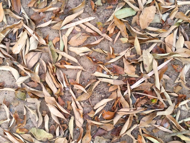 Dry Leaves Fall on Ground As Background Stock Image - Image of ...
