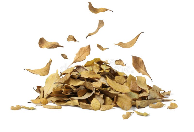 Dry Leaves Fall in Heaps on a White Stock Image - Image of concept ...