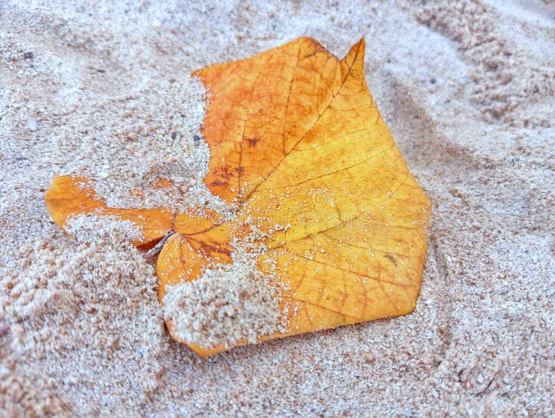 Dry Leaves Fall and are Partially Covered by Beach Sand Stock Image ...