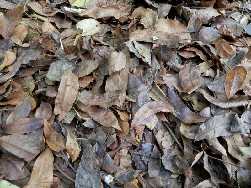 The Dry Leaves that Fall and are Scattered in the Garden Behind the ...