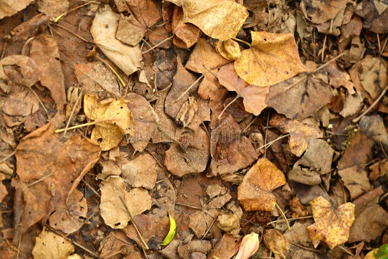 Dry leaves in fall season stock image. Image of effect - 162361581