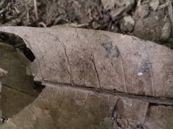 Dry Leaves that Fall To the Ground Stock Photo - Image of fall, ground ...