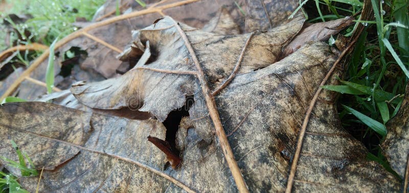 Dry Leaves that Fall To the Ground Stock Image - Image of branch ...