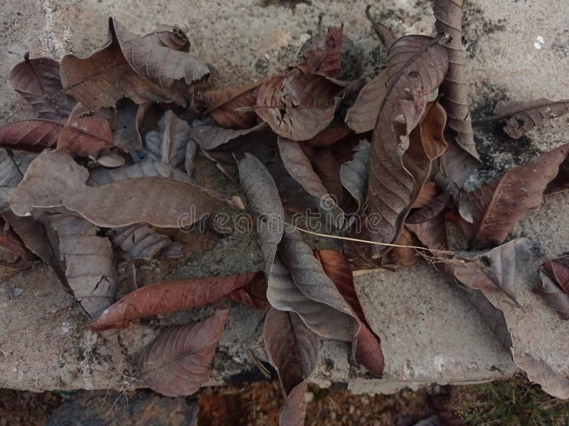 Dry Leaves that Fall To the Ground Stock Image - Image of fall, tree ...