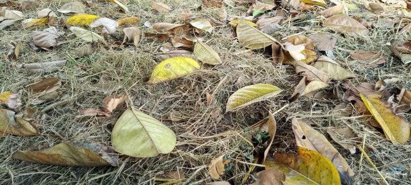 Dry Leaves that Fall To the Ground Stock Image - Image of november ...