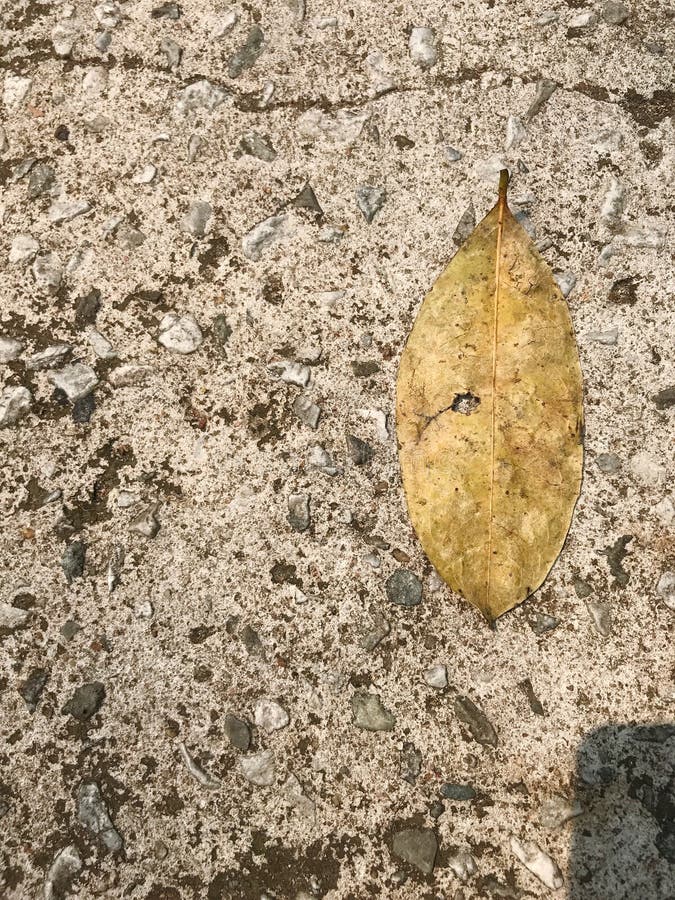 Fall Off the Tree with Copy Space, Texture Pattern Background Concept ...