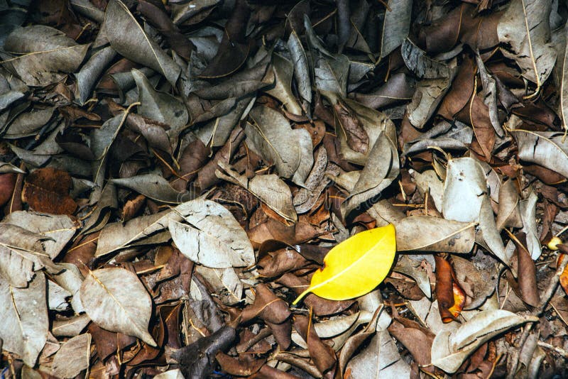 The Dry Leaves Fall from the Trees Stock Photo - Image of pattern, time ...