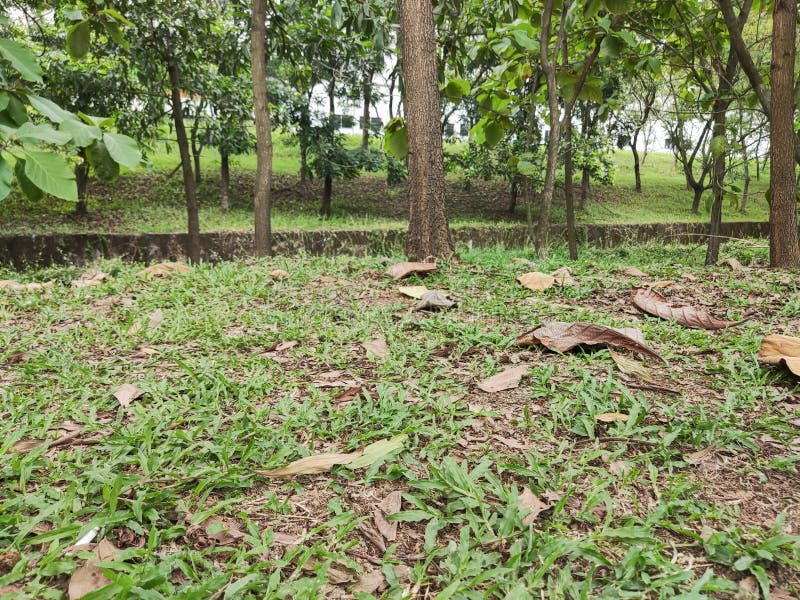 The Dry Leaves that Fall from the Trees are Scattered on the Ground ...