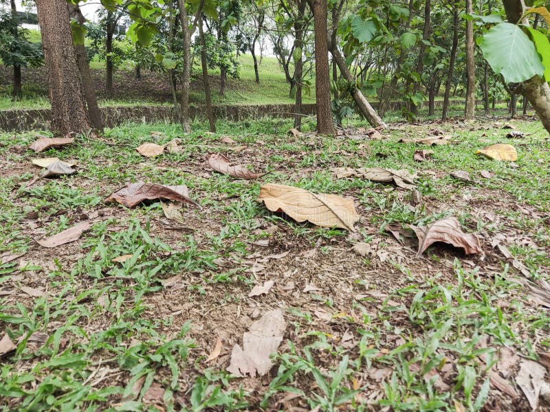 The Dry Leaves that Fall from the Trees are Scattered on the Ground ...