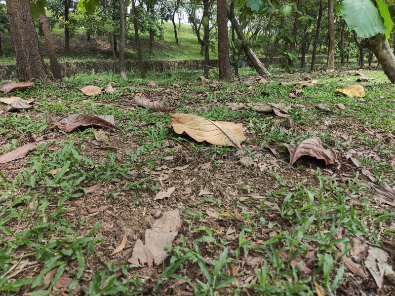 The Dry Leaves that Fall from the Trees are Scattered on the Ground ...