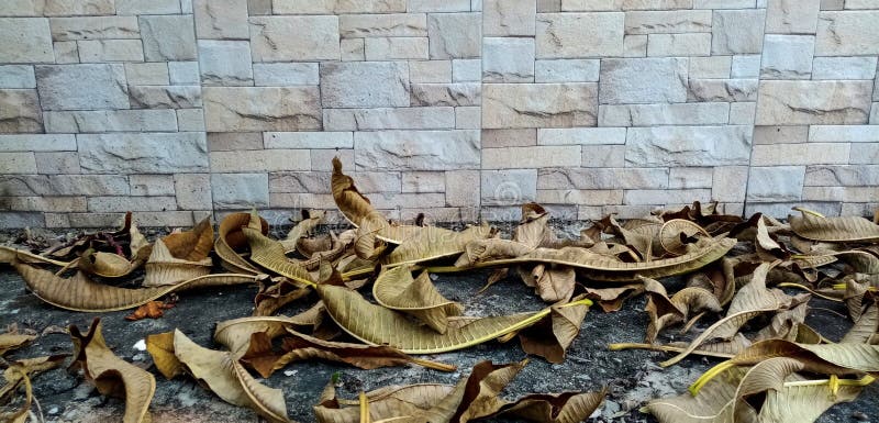 Dry Leaves Falling on the Ground. Stock Photo - Image of leaf, leaves ...
