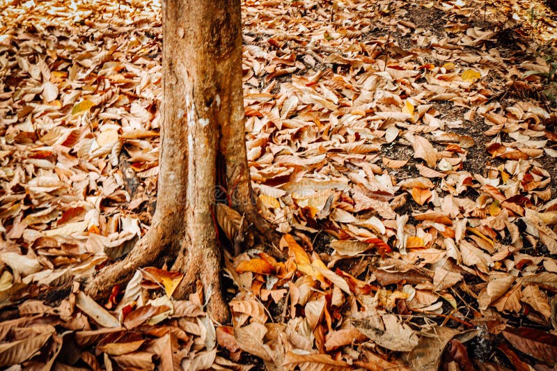 The leaves are falling stock photo. Image of woodland - 288064786