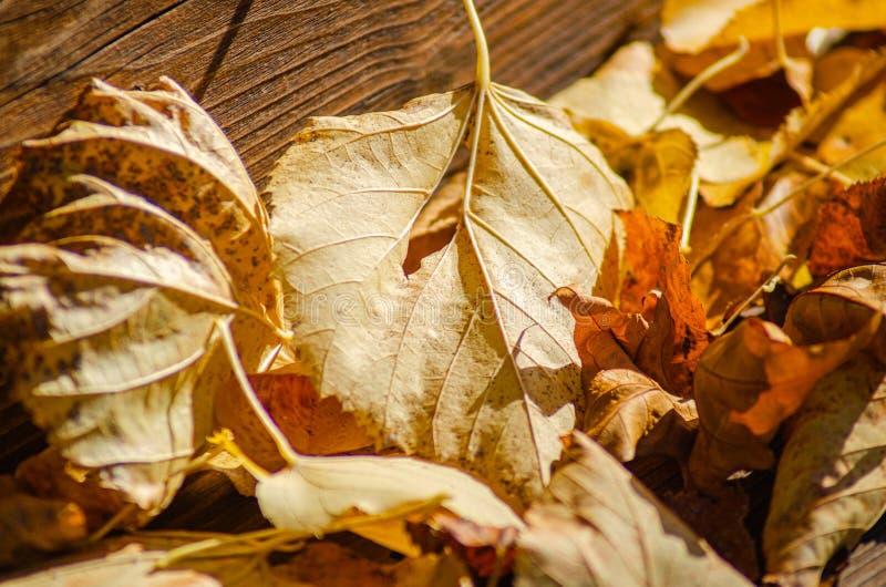 Dry Leaves Falling from Trees on a Wooden Park Bench in Autumn ...