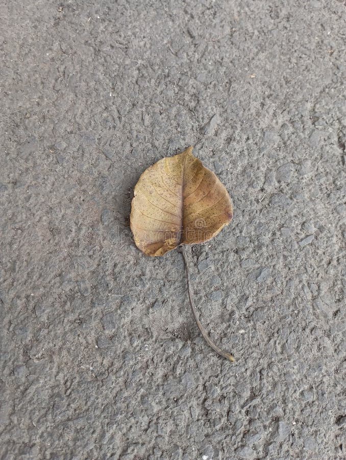 A dry leaves on the floor stock photo. Image of background - 252547936