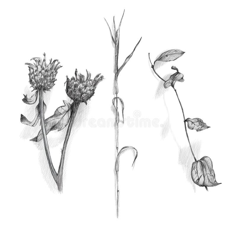 Dry Leaves and Flowers Hand Drawn Drawing Stock Illustration ...