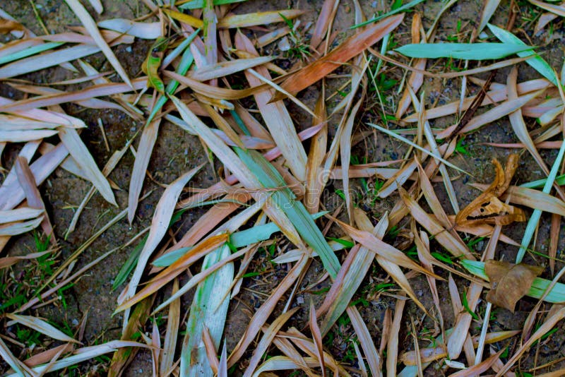Dry leaves on forest floor stock photo. Image of brown - 246442032