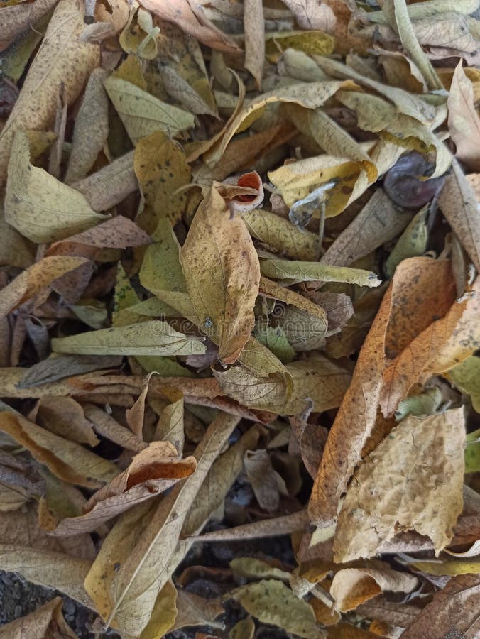 Dry Leaves at Garden Pattern Texture Background Stock Photo - Image of ...