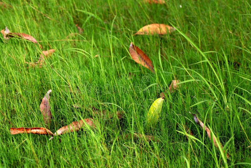 Dry leaves on green grass stock image. Image of environment - 228568211 Dry leaves on green grass stock image. Image of environment - 228568211