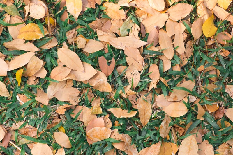 Dry Leaves on Green Grass Texture Backgrond.fall Season. Stock Photo ...