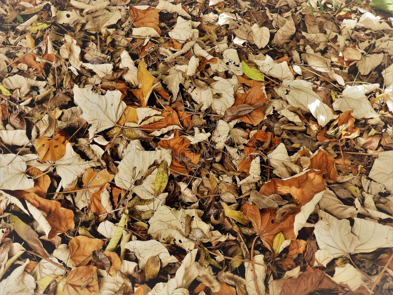 Dry leaves stock photo. Image of tree, nature, plants - 100032518