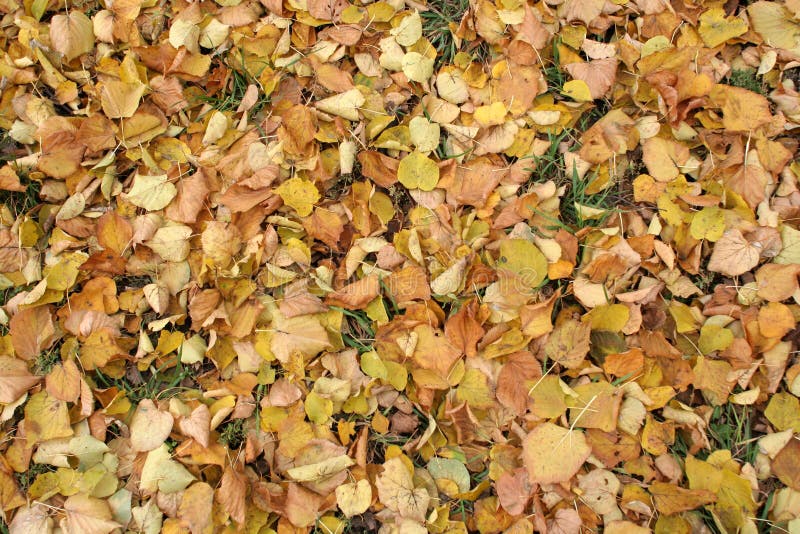 Dry leaves on the ground stock photo. Image of yellow - 3538584 Dry leaves on the ground stock photo. Image of yellow - 3538584