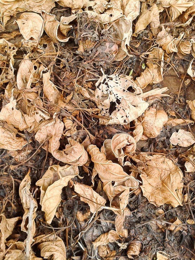 Dry leaves stock photo. Image of natural, foliage, fall - 53488234