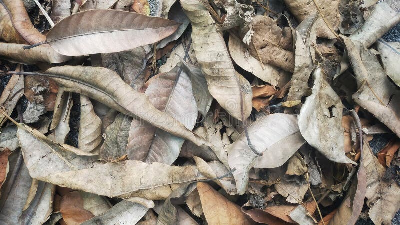 Dry Leaves on the Ground Beautiful is for Background Pattern. Stock ...