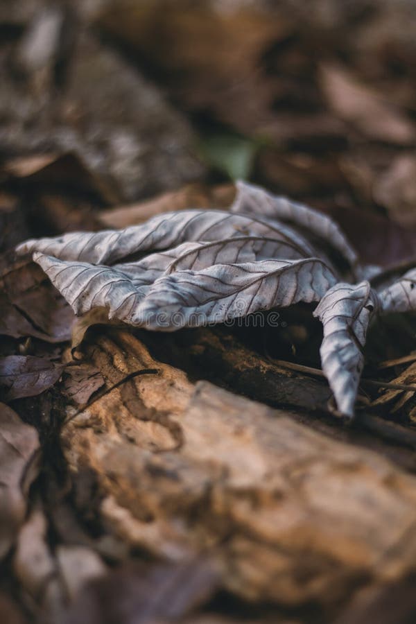 Dry Leaves on the Ground in the Evening Stock Image - Image of park ...
