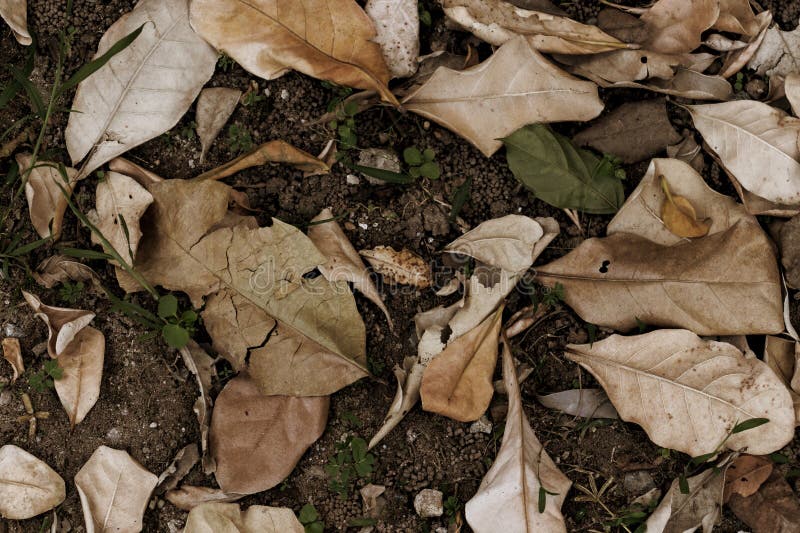 Dry Leaves on the Ground. Leaves Fall on Soil Background Stock Photo ...