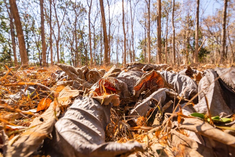 Dry Leaves on the Ground in the Forest Stock Photo - Image of field ...