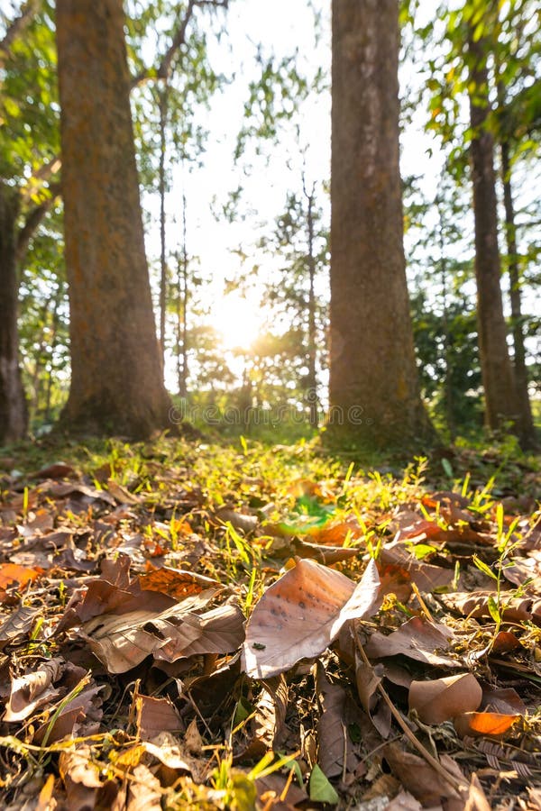 Dry Leaves on the Ground in the Forest and Sun Light Stock Image ...