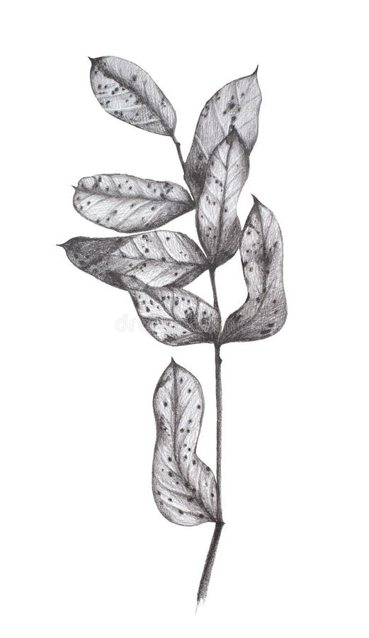 Dry leaves hand drawn stock illustration. Illustration of elegance ...