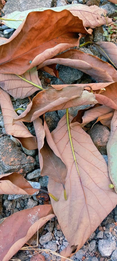 Dry Leaves Have Fallen on the Ground Stock Image - Image of leaves ...