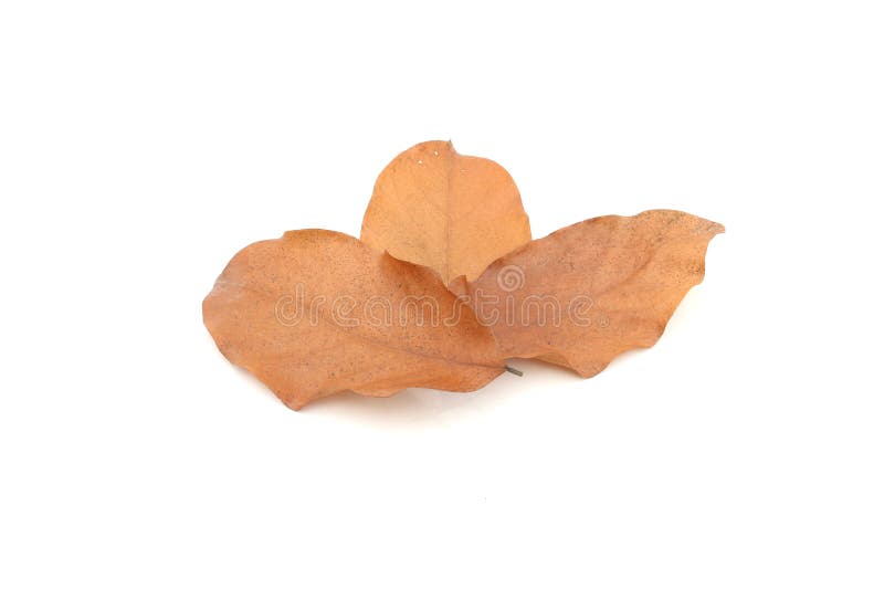 Dry leaves on isolated stock photo. Image of botany, forest - 83753216