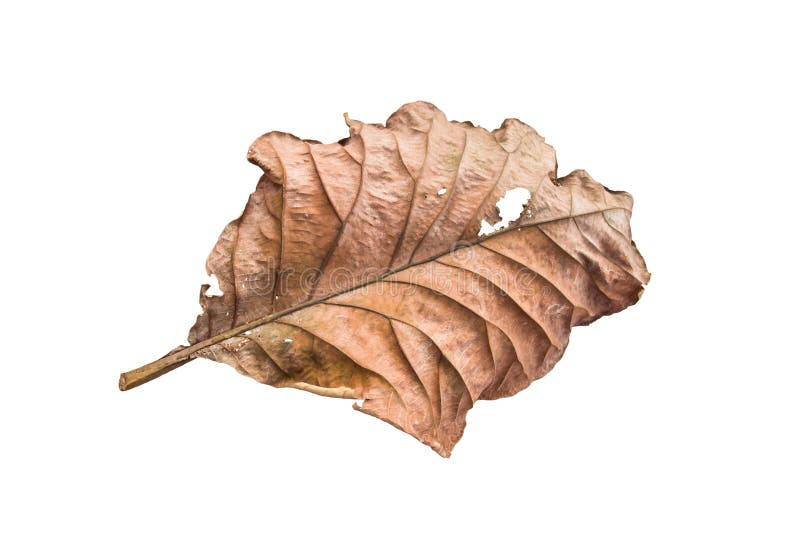 Dry leaves stock photo. Image of yellow, dead, grow, natural - 49487740