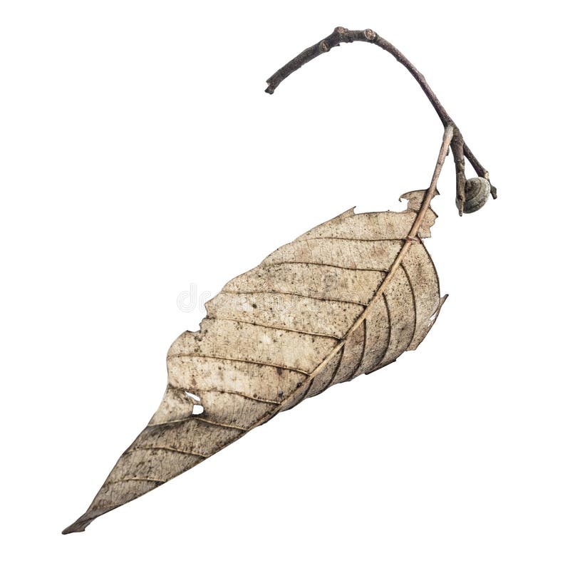 Dry Leaves Isolated on White Stock Photo - Image of brown, natural ...