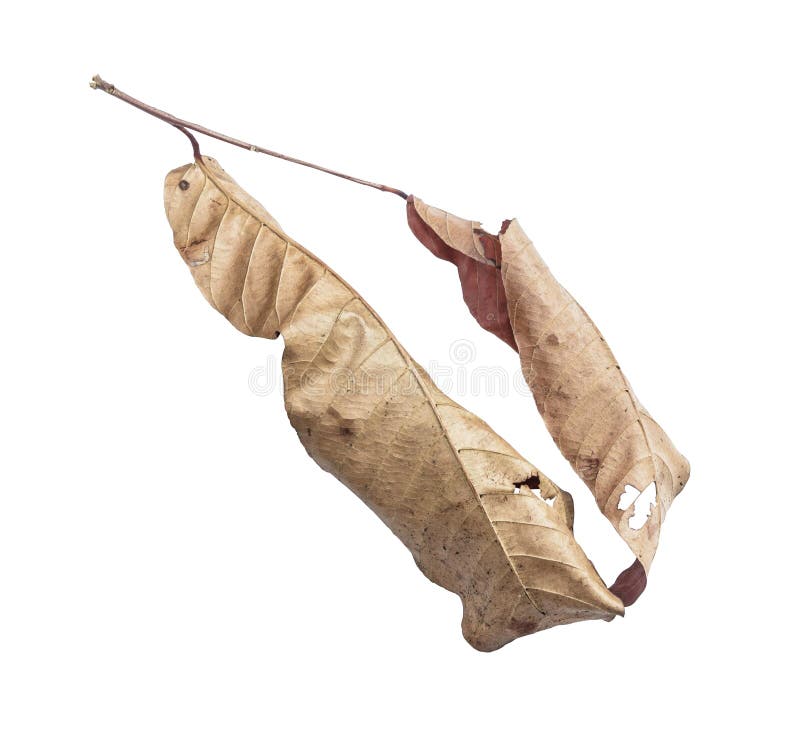 Dry Leaves Isolated on White Stock Image - Image of outside, natural ...