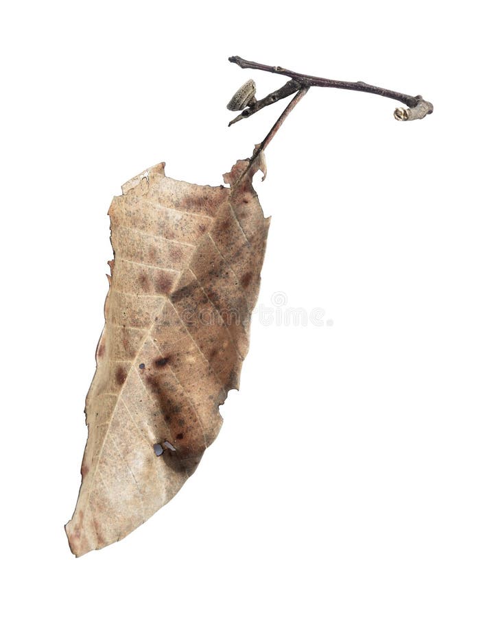 Dry Leaves Isolated on White Stock Image - Image of pattern, natural ...