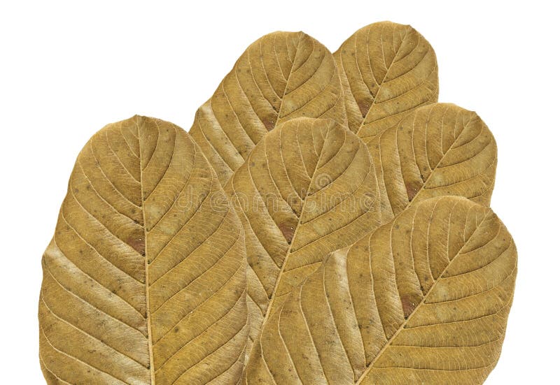 Dry Leaves Isolated on White Stock Photo - Image of farm, field: 56176720
