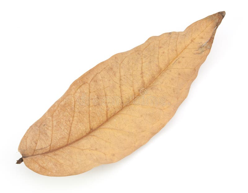 Dry leaves isolated stock image. Image of detail, outside - 73083463