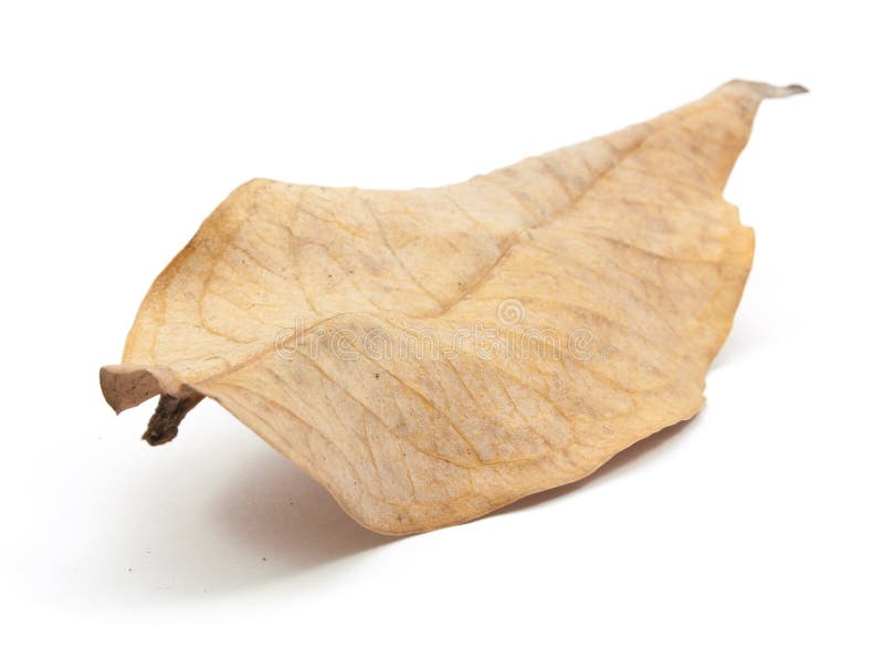 Dry leaves isolated stock image. Image of natural, nature - 73083473