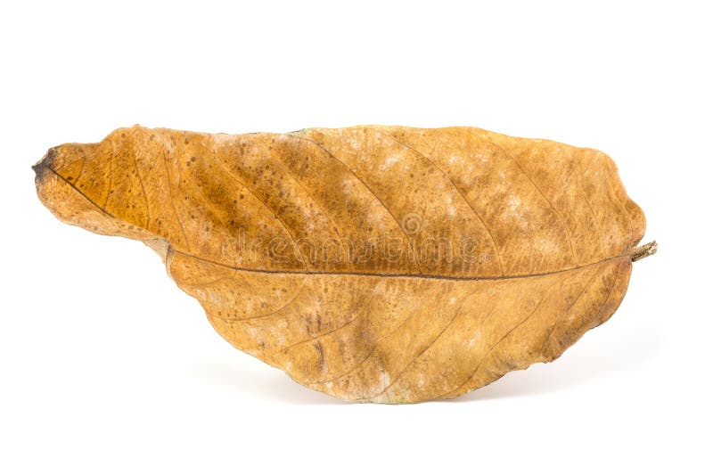 Dry leaves stock image. Image of natural, grow, vein - 77774373