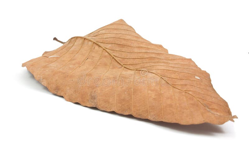 Dry leaves isolated stock image. Image of branch, isolated - 78849945