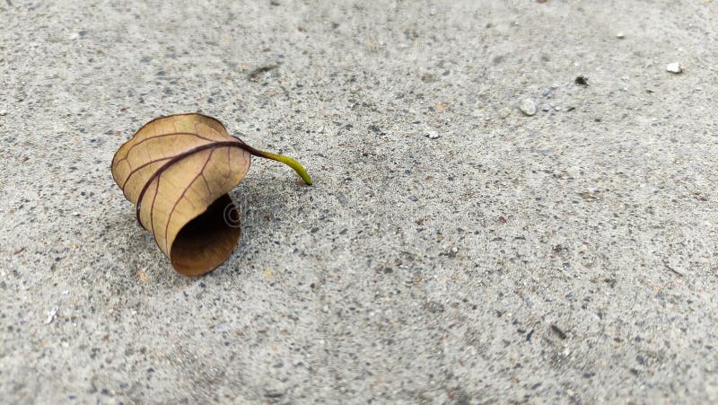 Dry Leaves in the Long Dry Season Stock Image - Image of dried, long ...