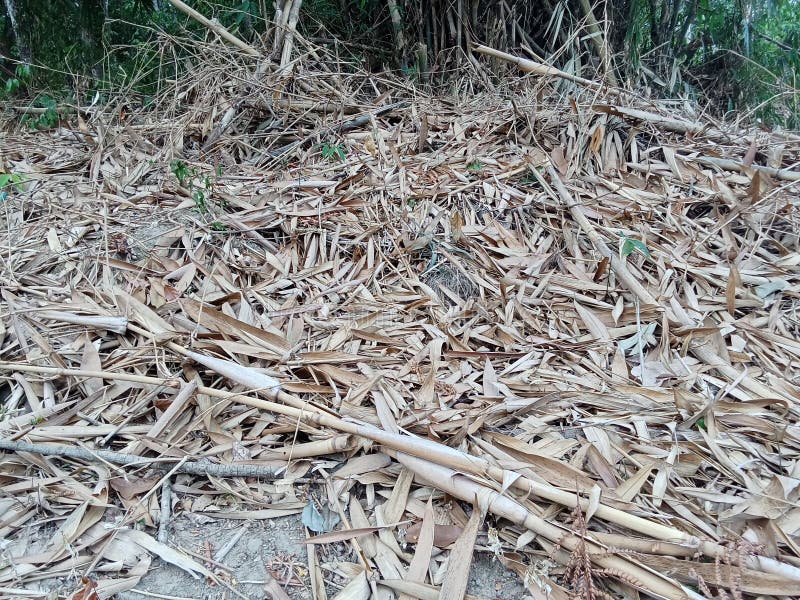 Dry Leaves during the Long Dry Season in Tropical Areas Stock Image ...