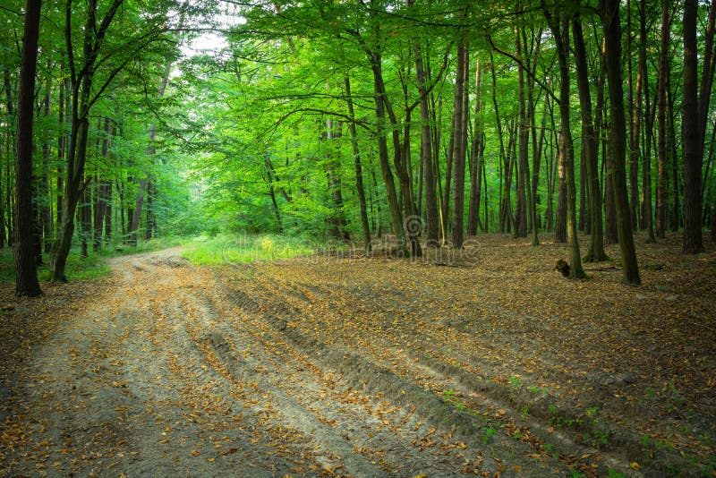 Dry Leaves Lying on a Sandy Path through a Green Forest in Zarzecze ...